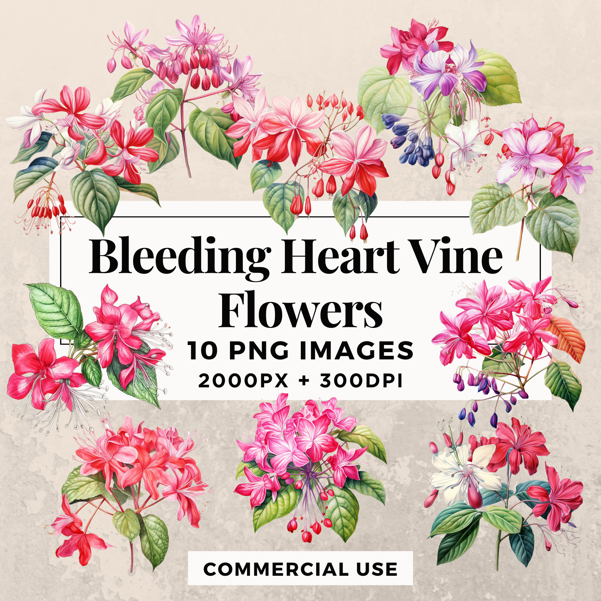 Bleeding Heart Flower Clip Art