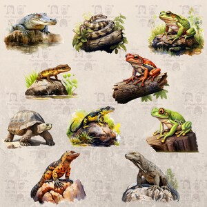 30 Amphibians and Reptiles Clipart Pack - INSTANT DOWNLOAD, PNG ...