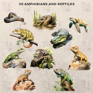 30 Amphibians and Reptiles Clipart Pack - INSTANT DOWNLOAD, PNG ...