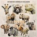 20 Safari Animals Collages Clipart Pack INSTANT DOWNLOAD 20 Safari ...