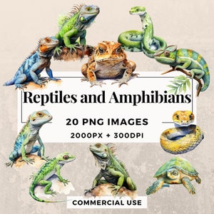 20 Reptiles and Amphibians Clipart Pack - Instant Download, PNG Images ...