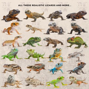 105 Realistic Lizards Clipart Bundle - Instant Download, Reptile Images ...