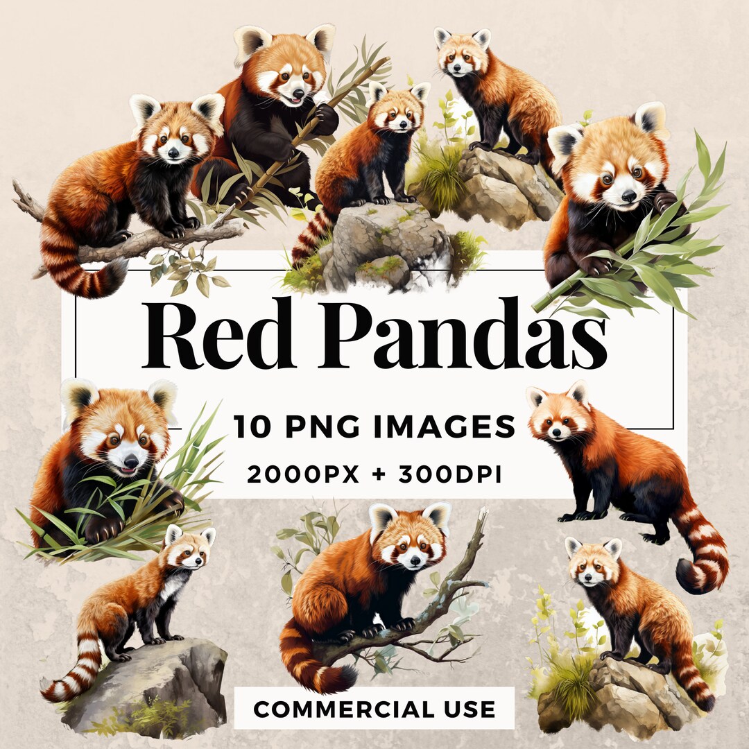 10 Red Pandas Clipart Pack INSTANT DOWNLOAD 10 Red Panda Illustrations ...