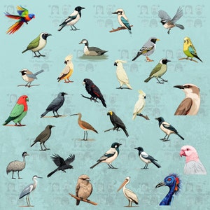 90 Birds of Australia Clipart Pack INSTANT DOWNLOAD 90 Exquisite Avian ...