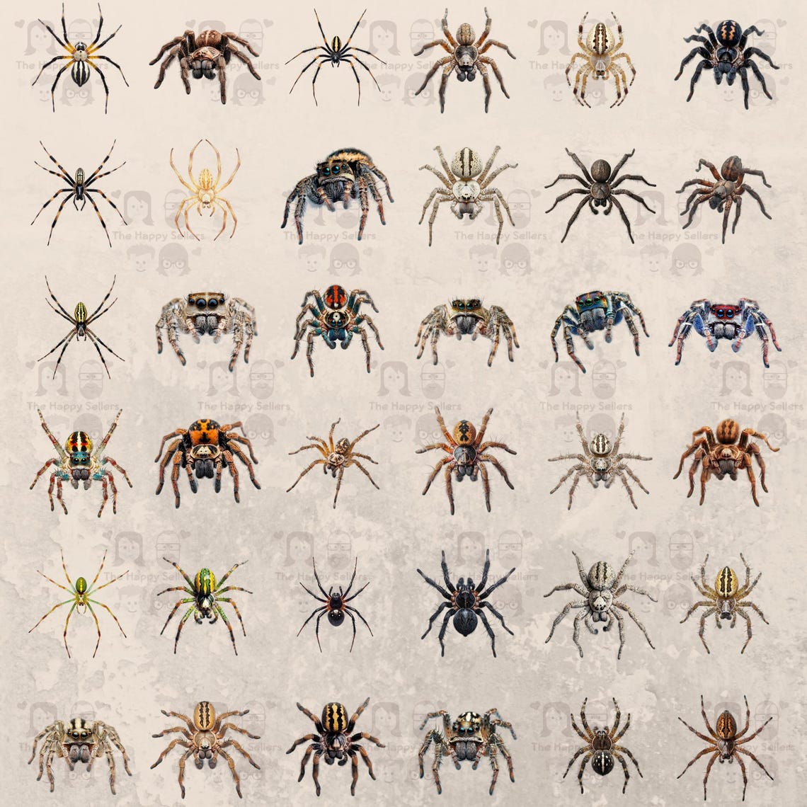95 Realistic Spiders Clipart Pack INSTANT DOWNLOAD 95 Spider ...