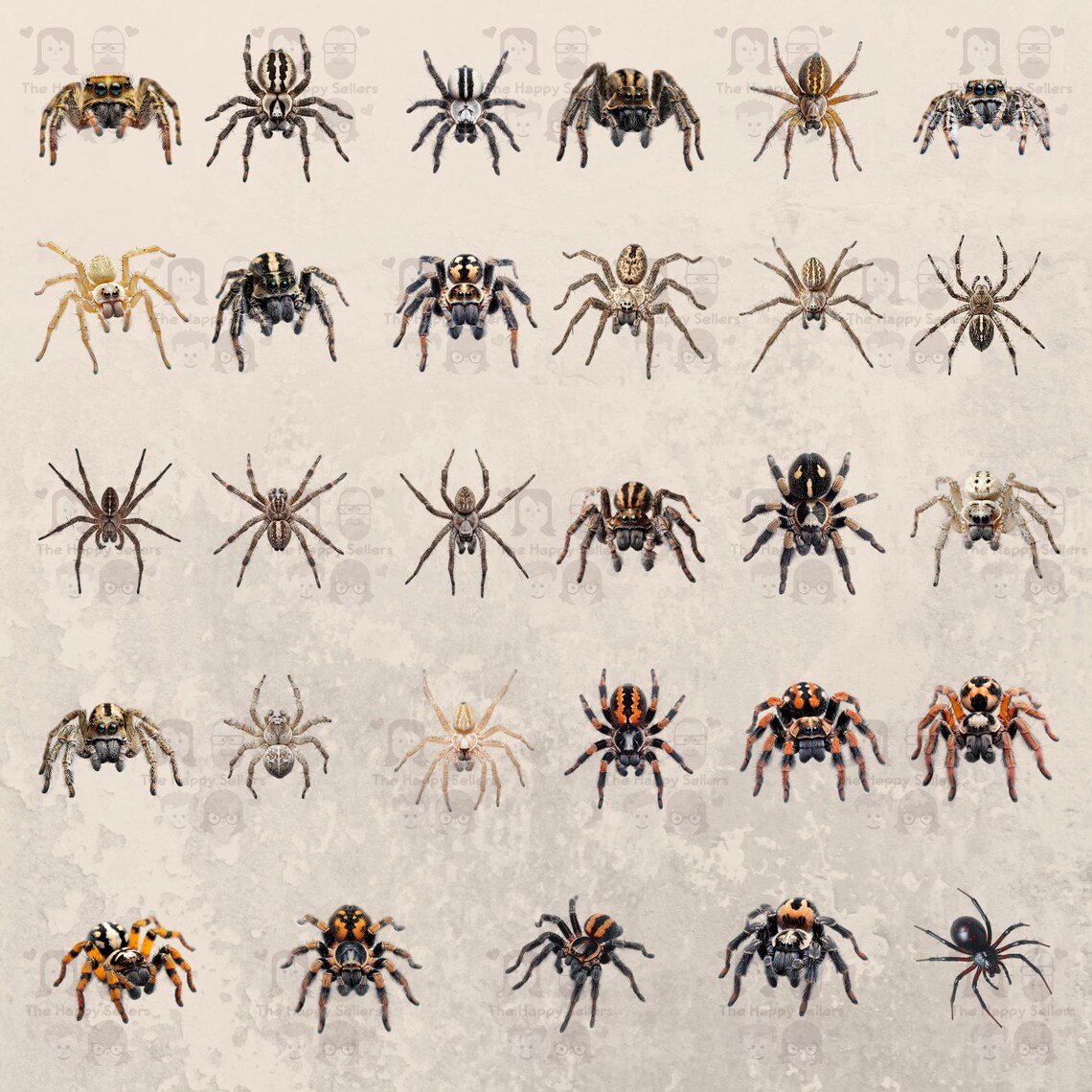 95 Realistic Spiders Clipart Pack INSTANT DOWNLOAD 95 Spider ...