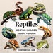 80 Reptiles Clipart Pack INSTANT DOWNLOAD 80 Diverse Reptile ...