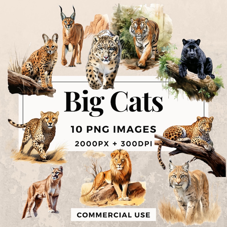10 Big Cats Clipart Pack INSTANT DOWNLOAD 10 Majestic Big Cat Illustrations, PNG Transparent ...