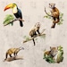 20 Rainforest Animals Clipart Pack INSTANT DOWNLOAD 20 Rainforest ...
