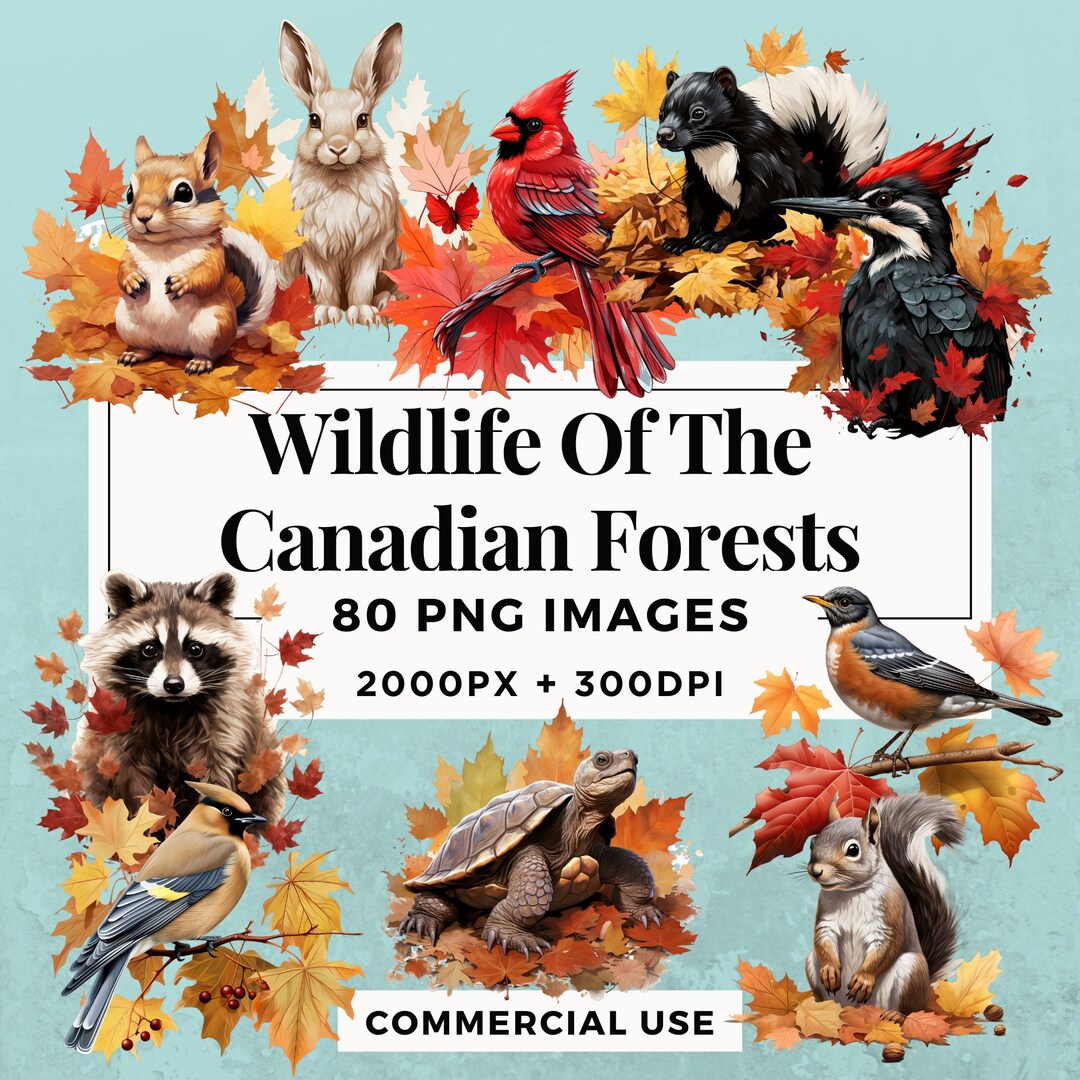 80 Wildlife of the Canadian Forests Clipart Pack INSTANT DOWNLOAD, PNG ...