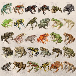 80 Frogs and Toads Clipart Pack INSTANT DOWNLOAD 80 Charming Amphibian ...