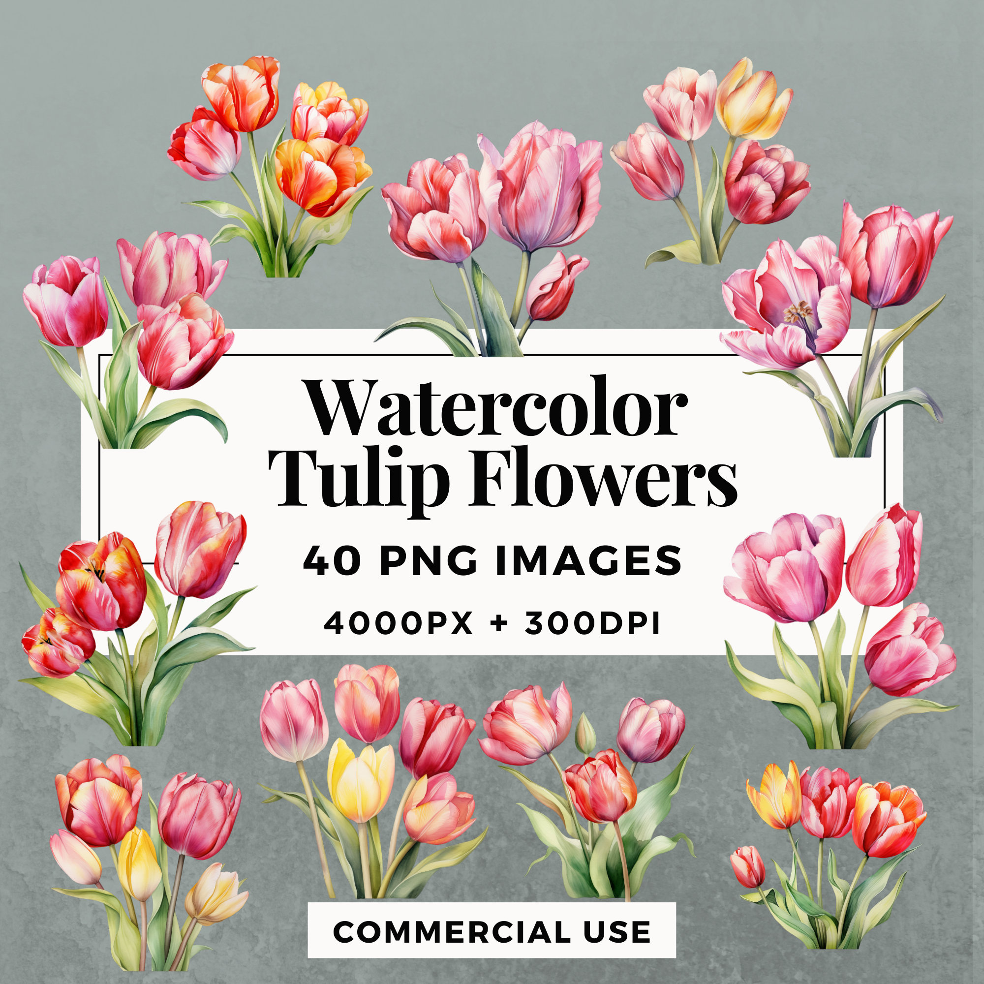 40 Watercolor Tulip Flowers Clipart Pack INSTANT DOWNLOAD 40 - Etsy