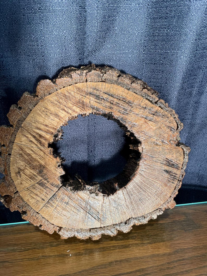Naturally Hollowed Out Oak Tree Slice Dried With Polyurethane Base ...