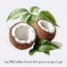 Caribbean Coconut Watercolor Clipart: Tropical Fruit Graphics (digital ...