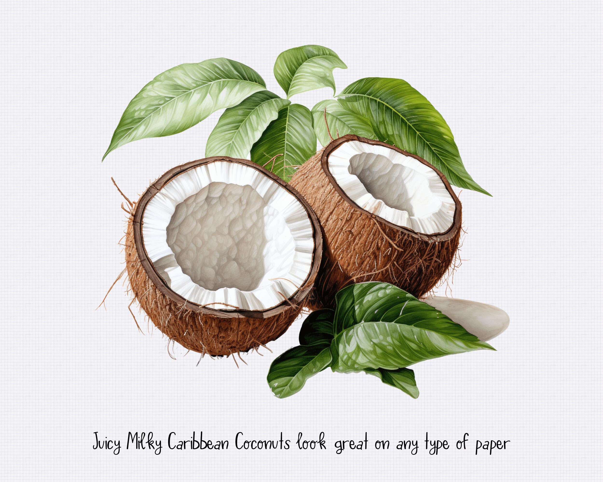 Caribbean Coconut Watercolor Clipart: Tropical Fruit Graphics (digital ...