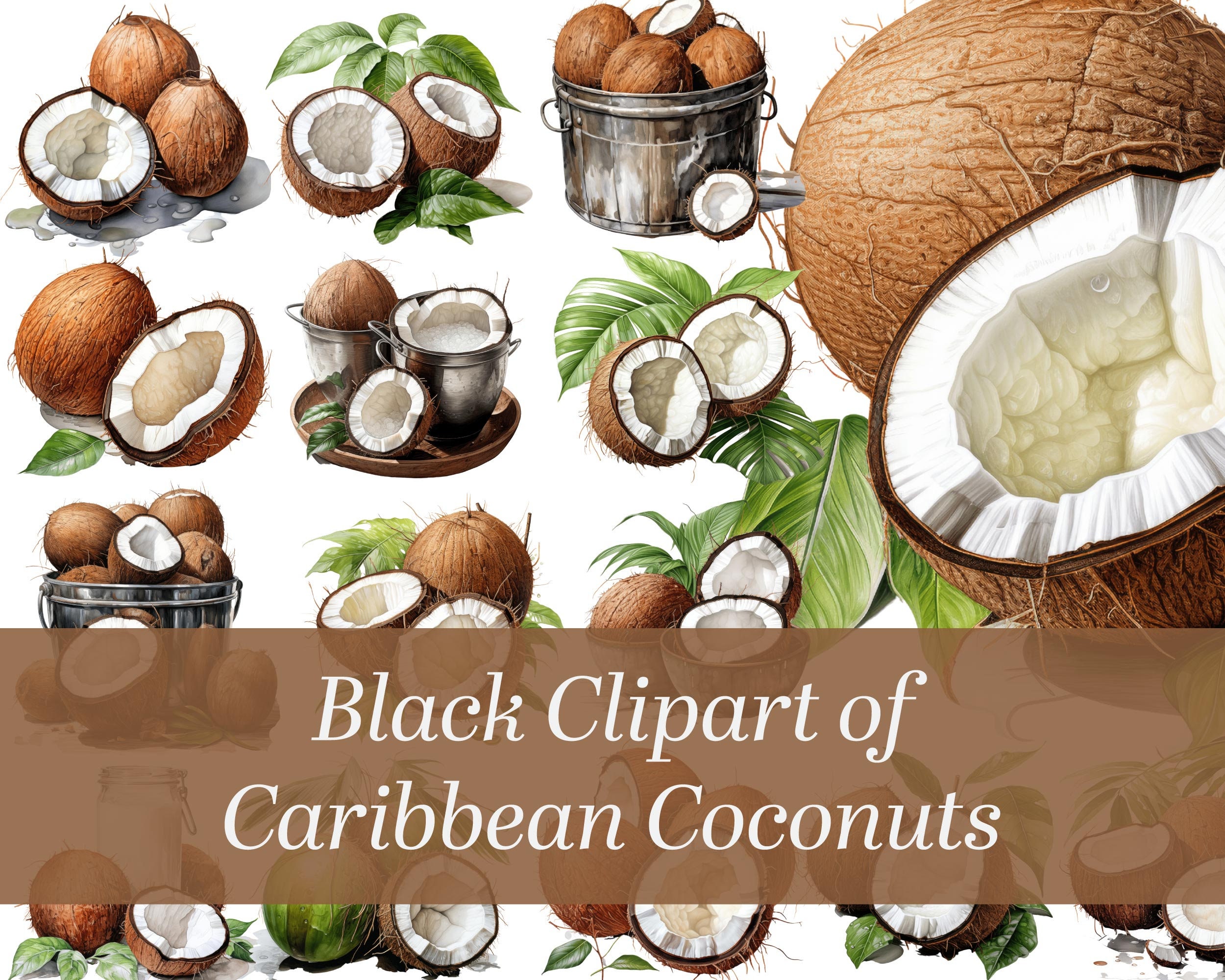 Caribbean Coconut Watercolor Clipart: Tropical Fruit Graphics (digital ...