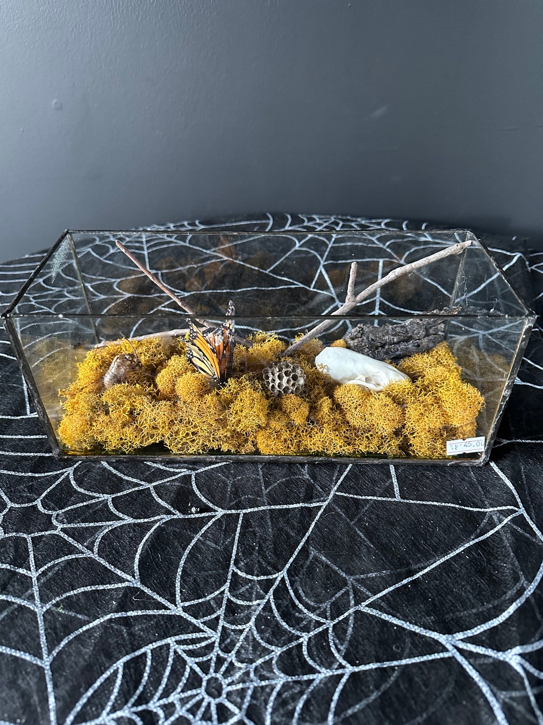 Nature Terrarium Skull Bugs Moss Monarch - Etsy