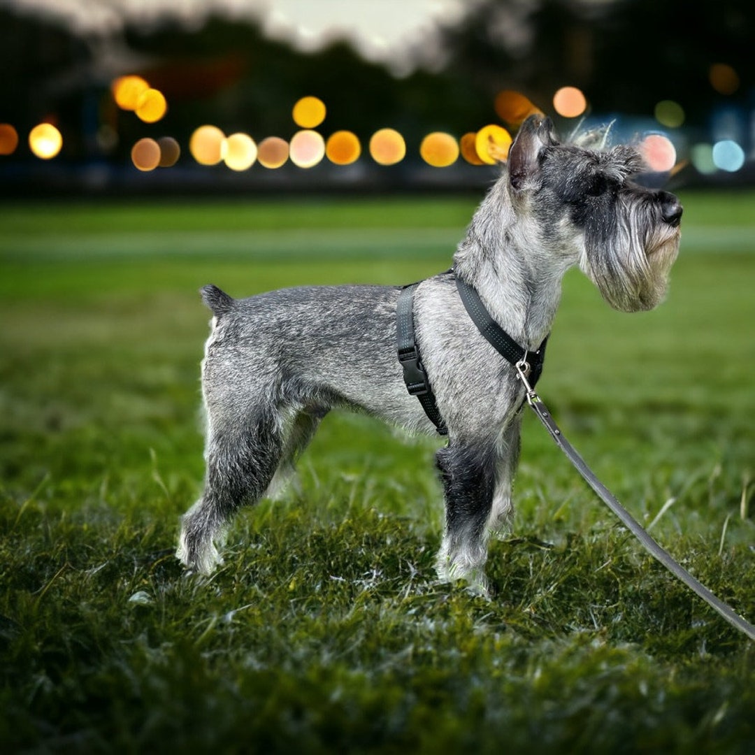 Schnauzer Harness Front Clip Dog Measure Your Dog Easy Buckle Soft ...