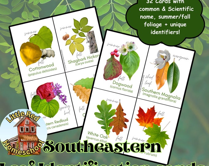 Fossil Identification Cards - Etsy Canada