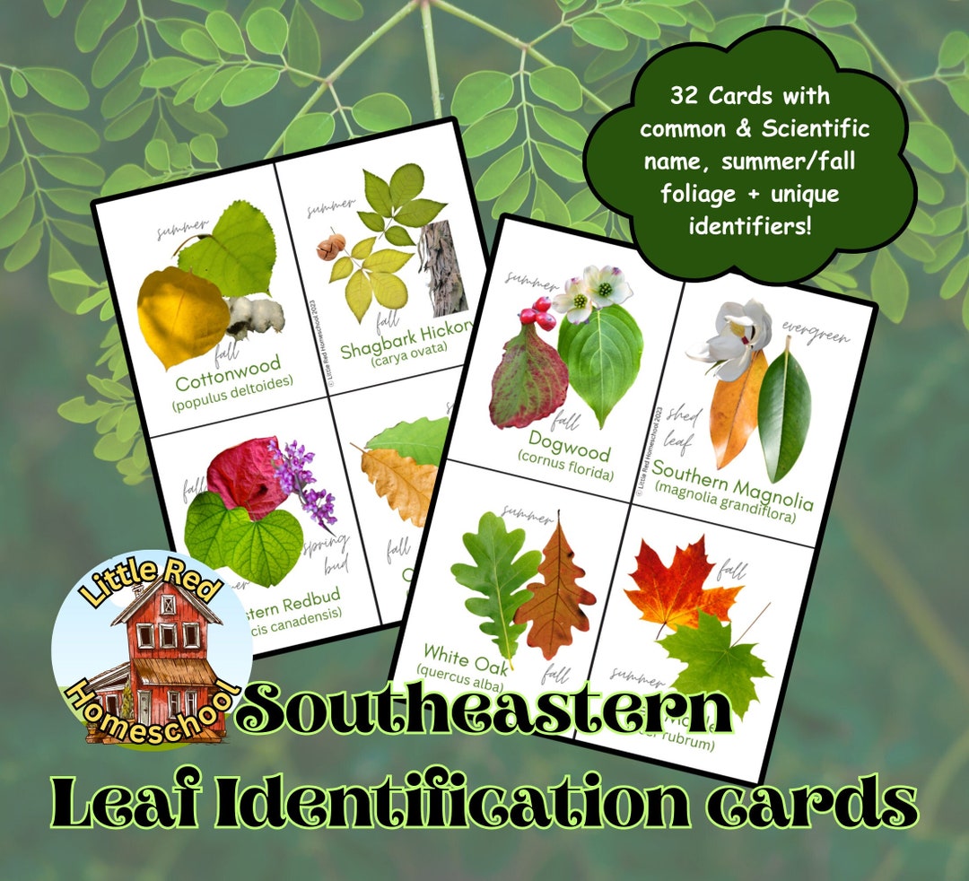 Southeastern Leaf ID Cards | Printable Tree Identification Flashcards ...