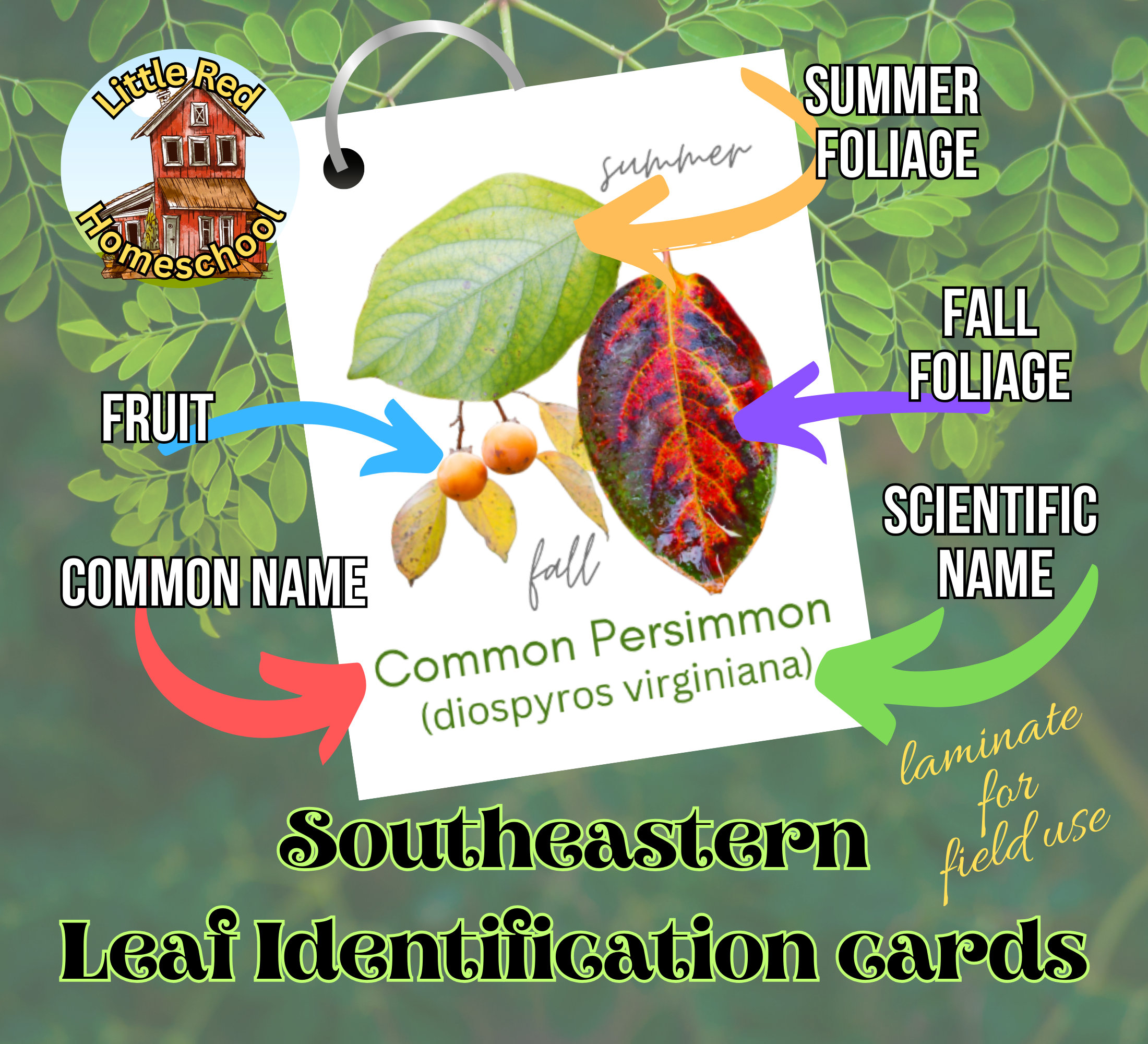 Southeastern Leaf ID Cards | Printable Tree Identification Flashcards ...