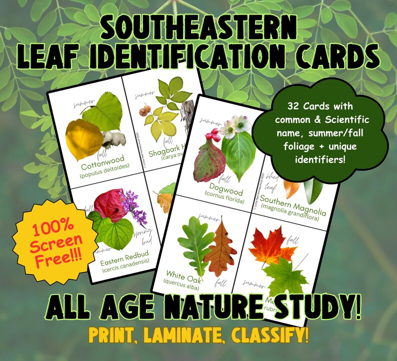 Southeastern Leaf ID Cards | Outdoor Nature Study Flashcards ...