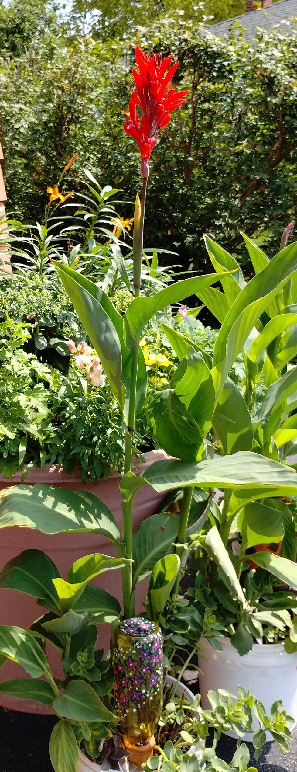 5 Canna Lily Bulbs Rhizomes Green Leaf Red Flowers Attract Hummingbirds ...