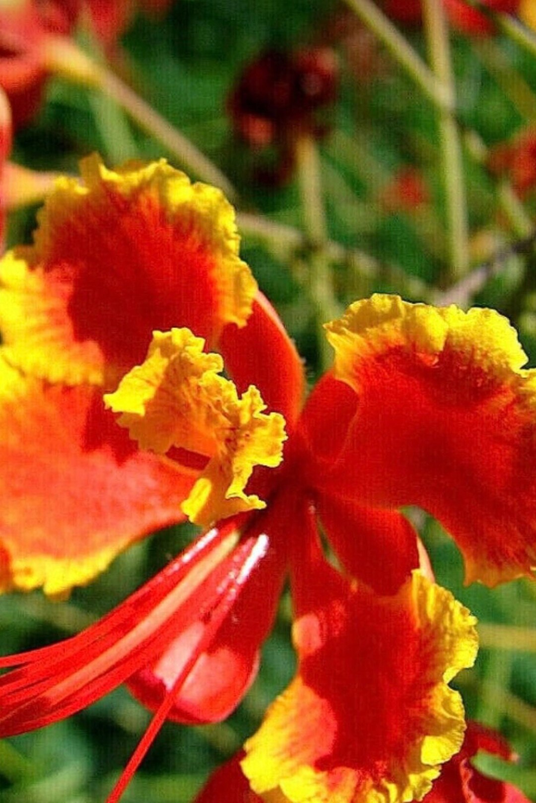 Barbados Seeds - Vibrant and Colorful Flower Seeds for Your Garden ...