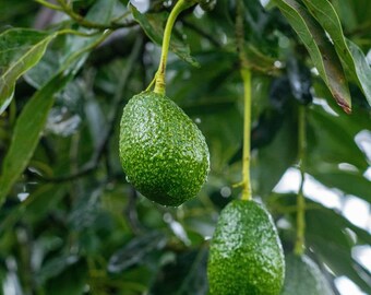 Little Cado Avocado Tree 1 Feet Tall Grafted Tree Ship in Plastic Bag ...