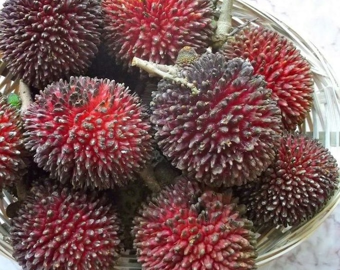 Yangmei 杨梅 Seeds Chinese Bayberry Scarified or Dehulled Your Choice ...