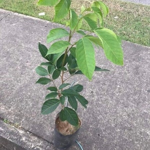 Grafted Exotic Tree Rambutan Yellow 2-3ft - Etsy