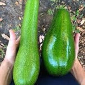 Long Neck Avocado Live Tree 1' - Etsy