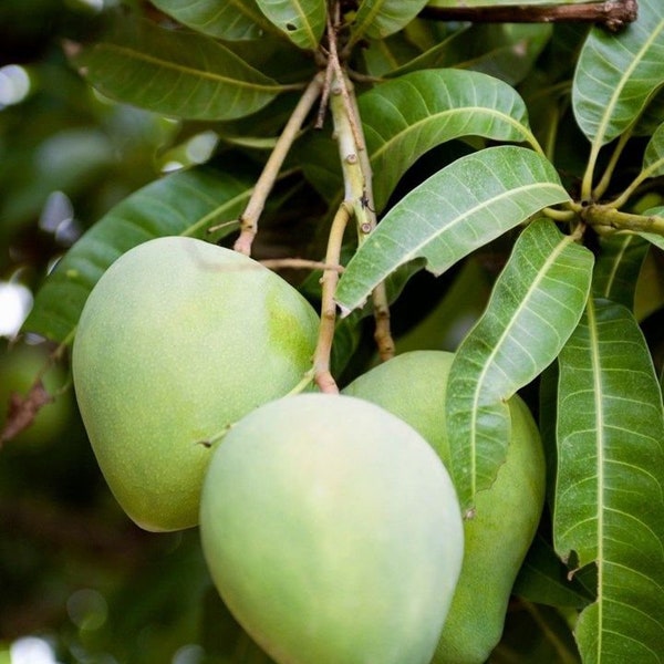 Manila Mango Tree - Etsy