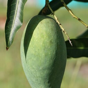 Grafted ATAULFO/HONEY Mango Live Tree 3-4ft - Etsy