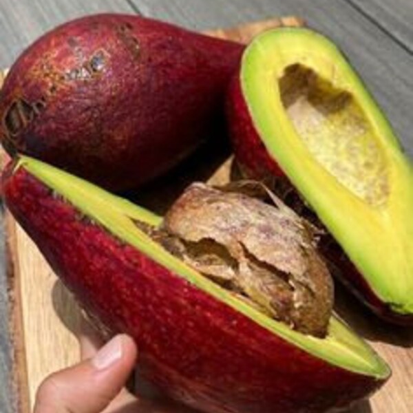 Avocado Seed - Etsy