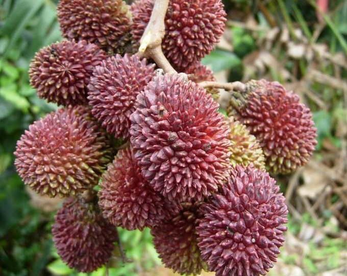 Pulasan Seeds - Etsy