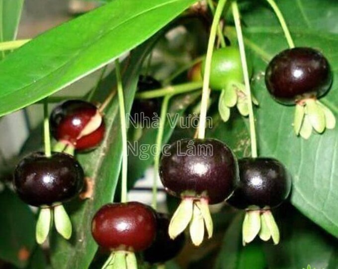 Grumichama Grumixama Eugenia Brasiliensis Brazilian Cherry Tropical ...