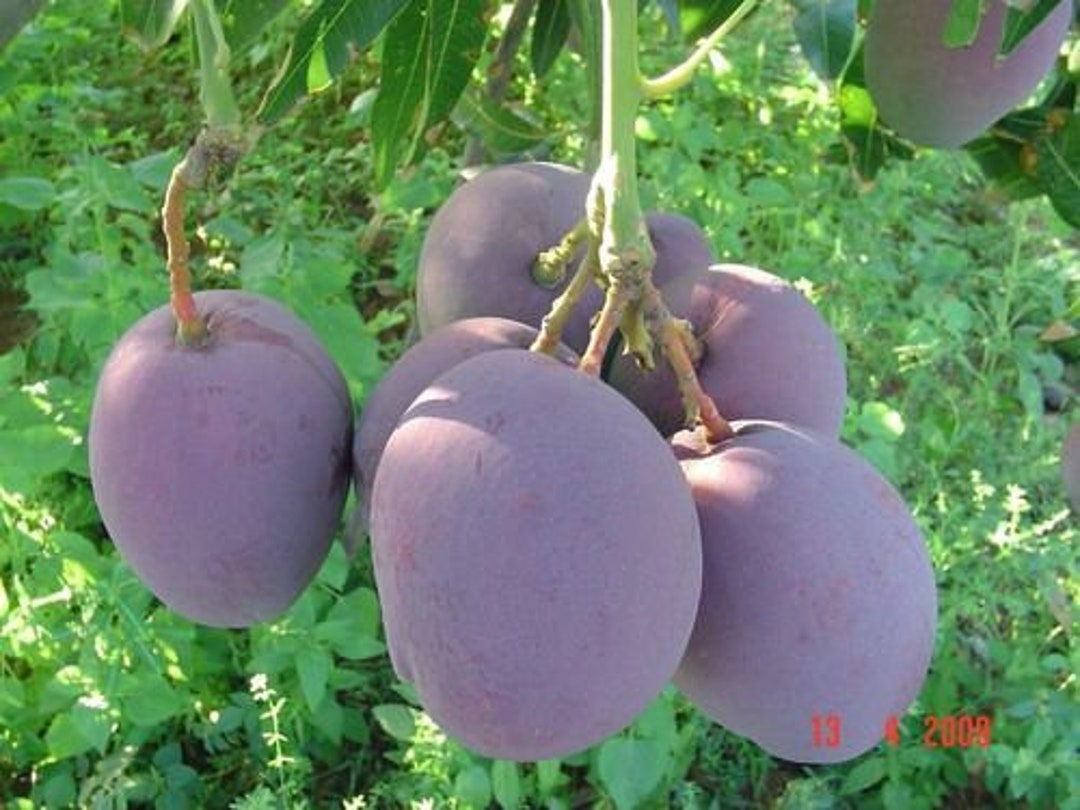 Palmer Mango Live Tree 1-2ft - Etsy