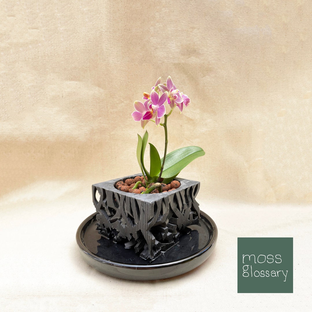 Architeuthis Planter - Porous Pots for Orchids - Etsy