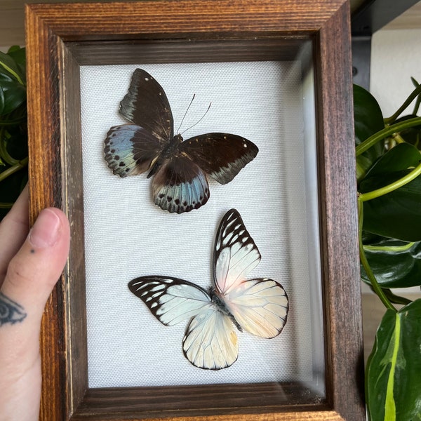 Butterfly Display - Etsy