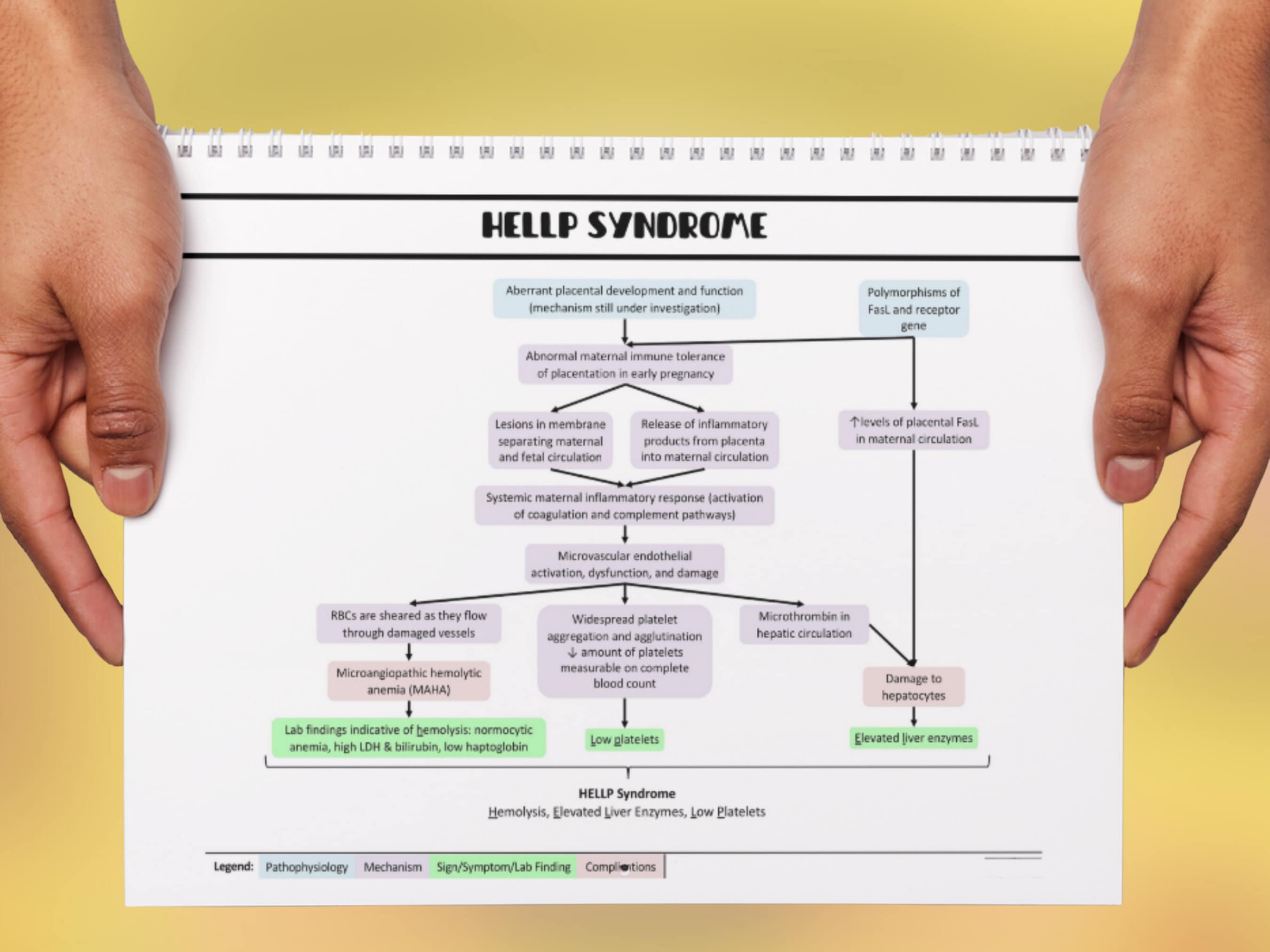 25 Pediatrics Pathophysiology Nursing Concept Map Disease ...
