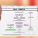 23 Rheumatology Pathophysiology Nursing Concept Map Diseases ...