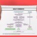 39 Hematology Pathophysiology Nursing Concept Map Disease ...