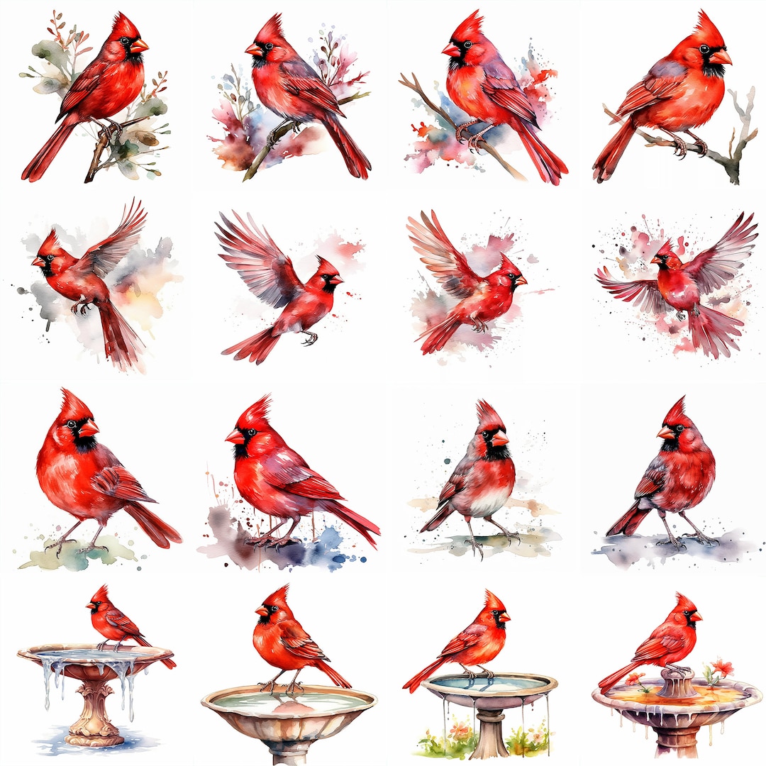 Watercolor Red Cardinal Bird Clipart - 16 High Quality Pngs - Digital Download - Commercial Use ...