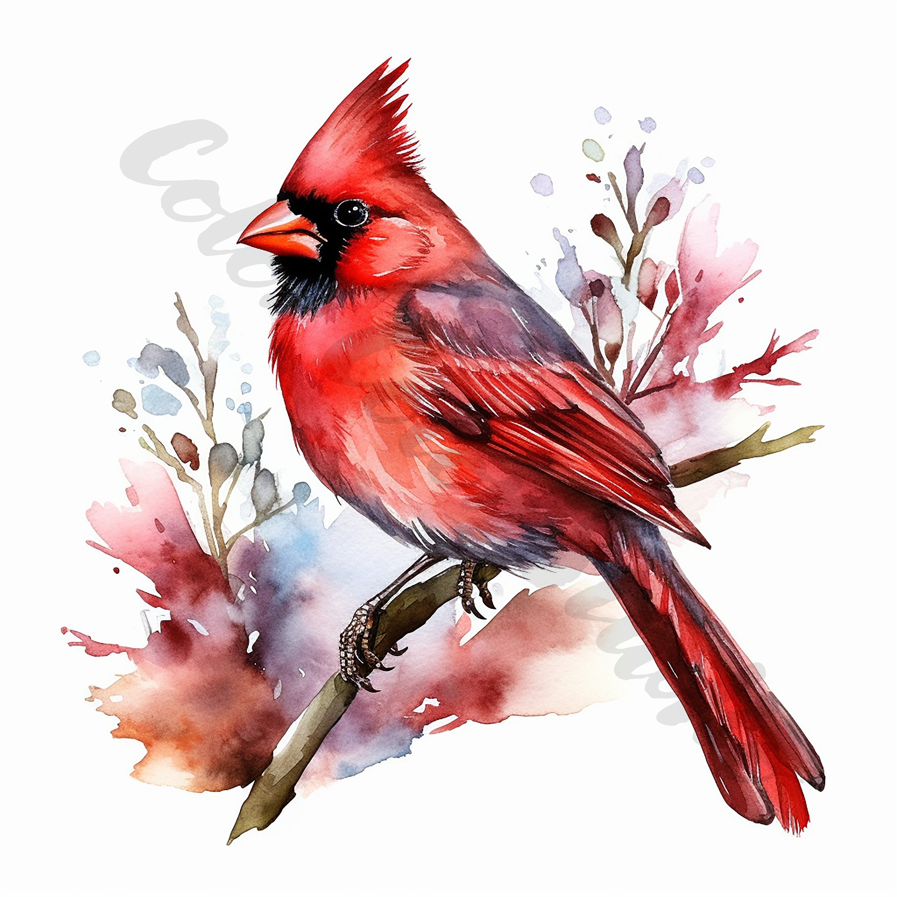 Watercolor Red Cardinal Bird Clipart - 16 High Quality Pngs - Digital ...