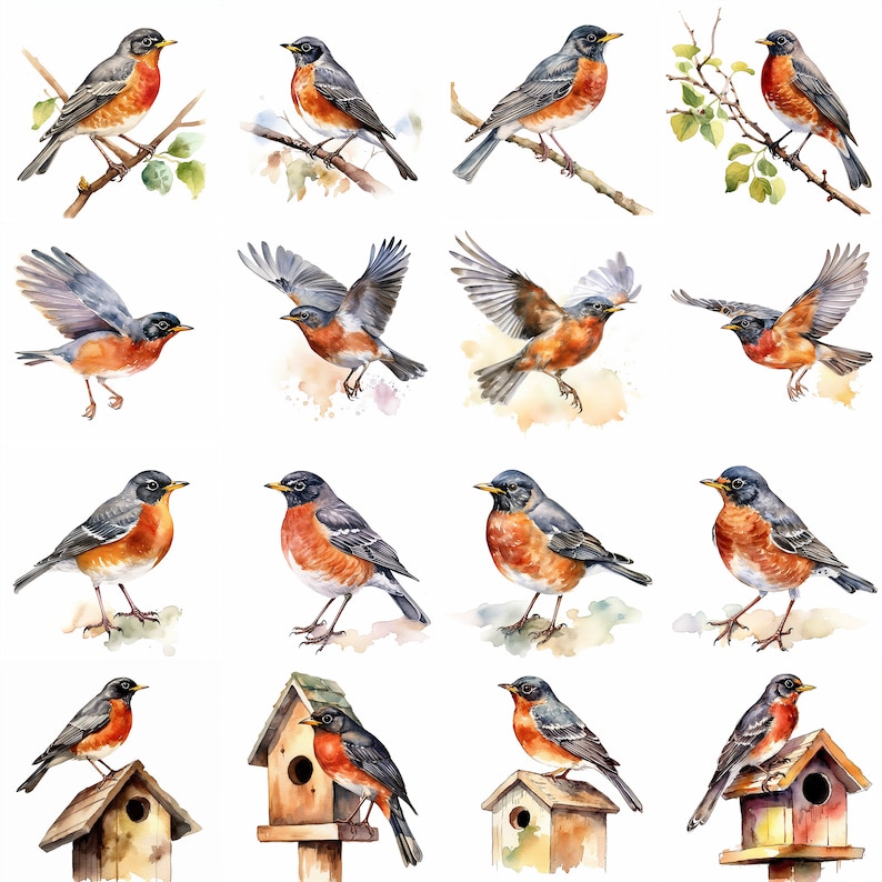 Watercolor Robin Clipart - 16 High Quality Pngs - Digital Download ...
