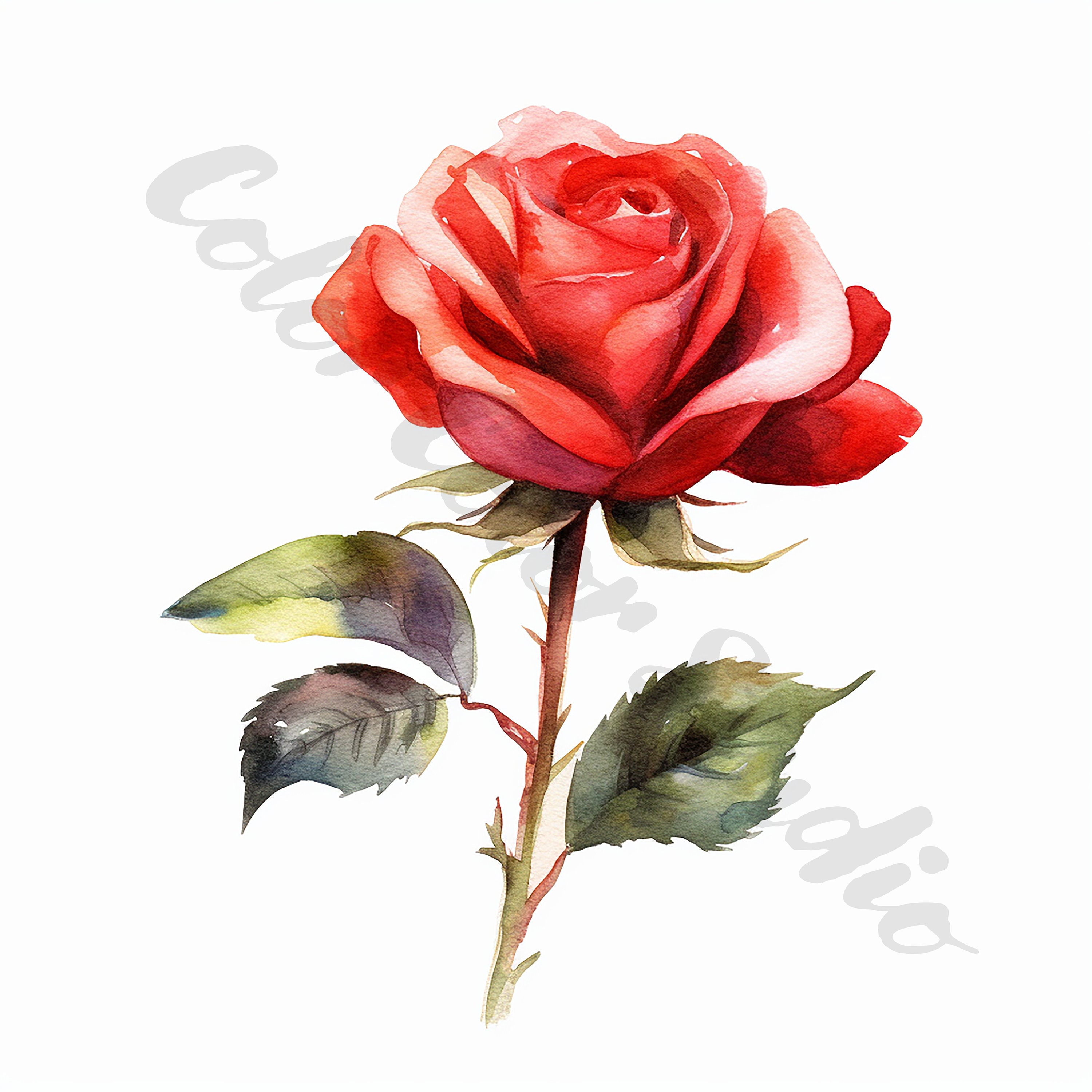 Watercolor Red Rose Clipart - 16 High Quality Pngs - Digital Download ...