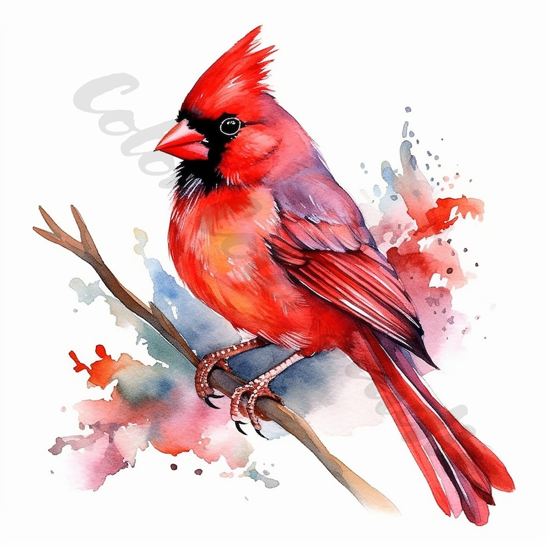 Watercolor Red Cardinal Bird Clipart - 16 High Quality Pngs - Digital ...