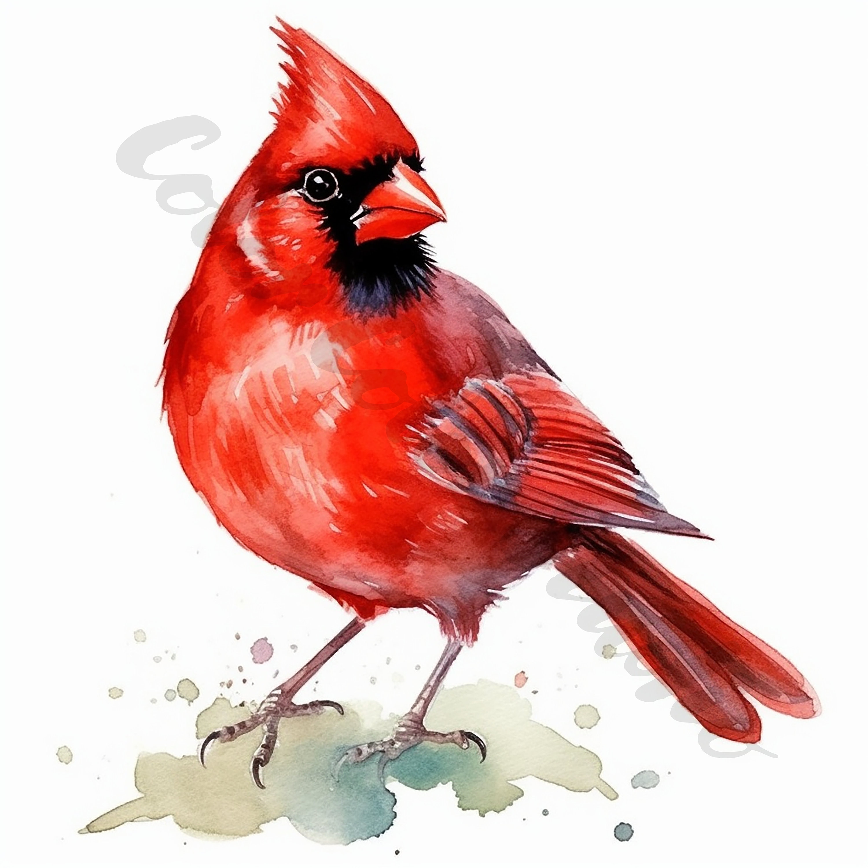 Watercolor Red Cardinal Bird Clipart - 16 High Quality Pngs - Digital ...