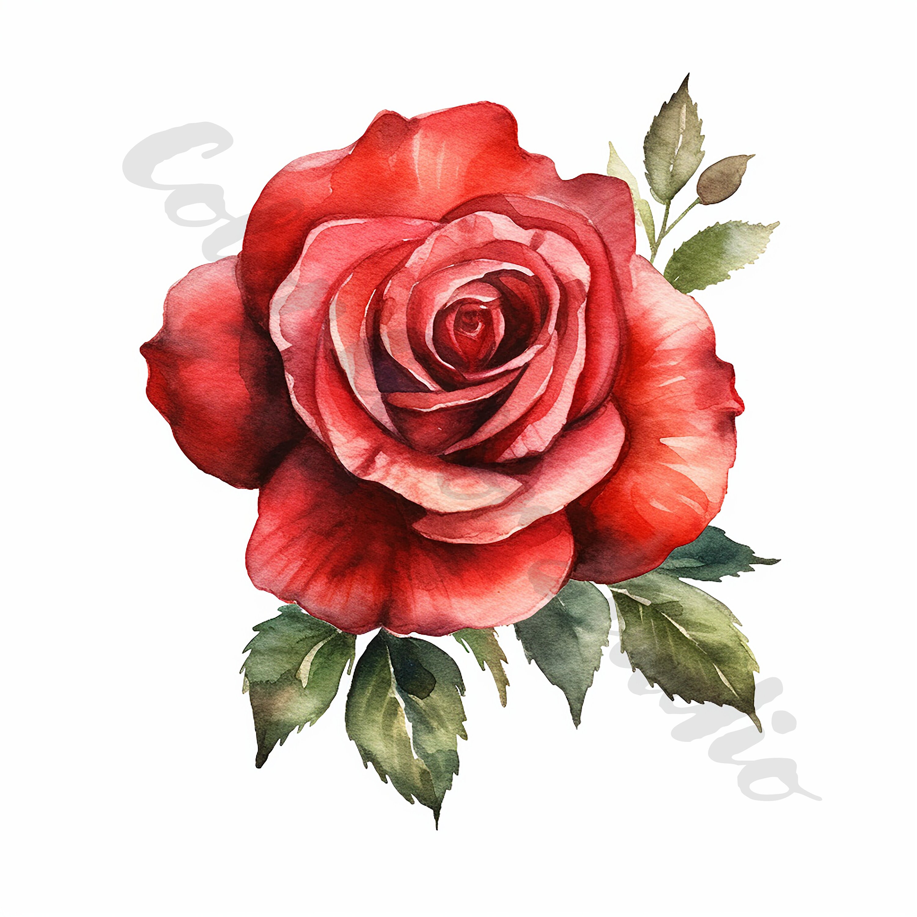 Watercolor Red Rose Clipart 16 High Quality Pngs Digital Download ...